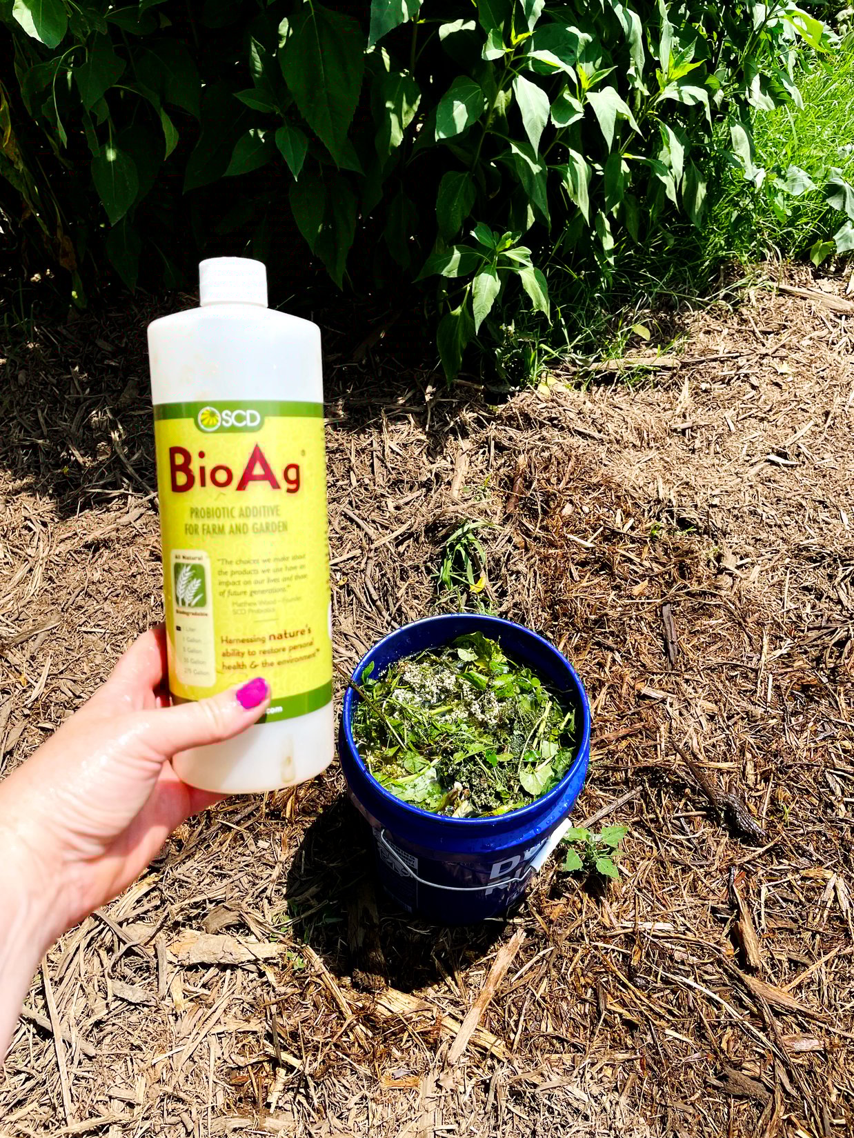 Making Fermented Fertilizer Tea with Probiotics and Plant Material