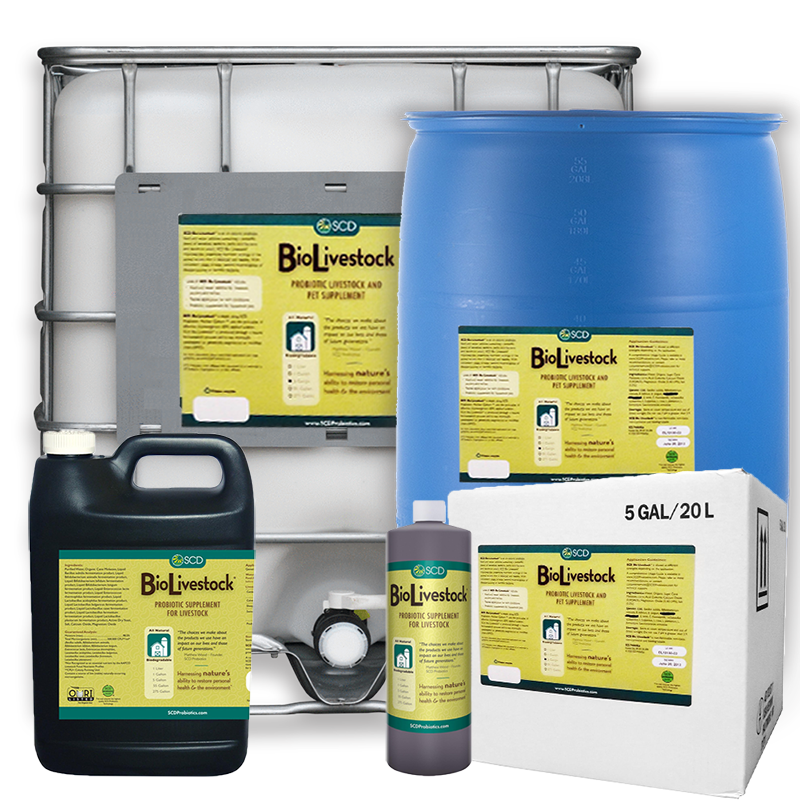 How Probiotics in Swine Feed Improve Swine Health
