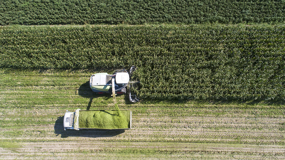 Where & How Can Effective Microorganisms Be Used to Boost Corn Silage ...